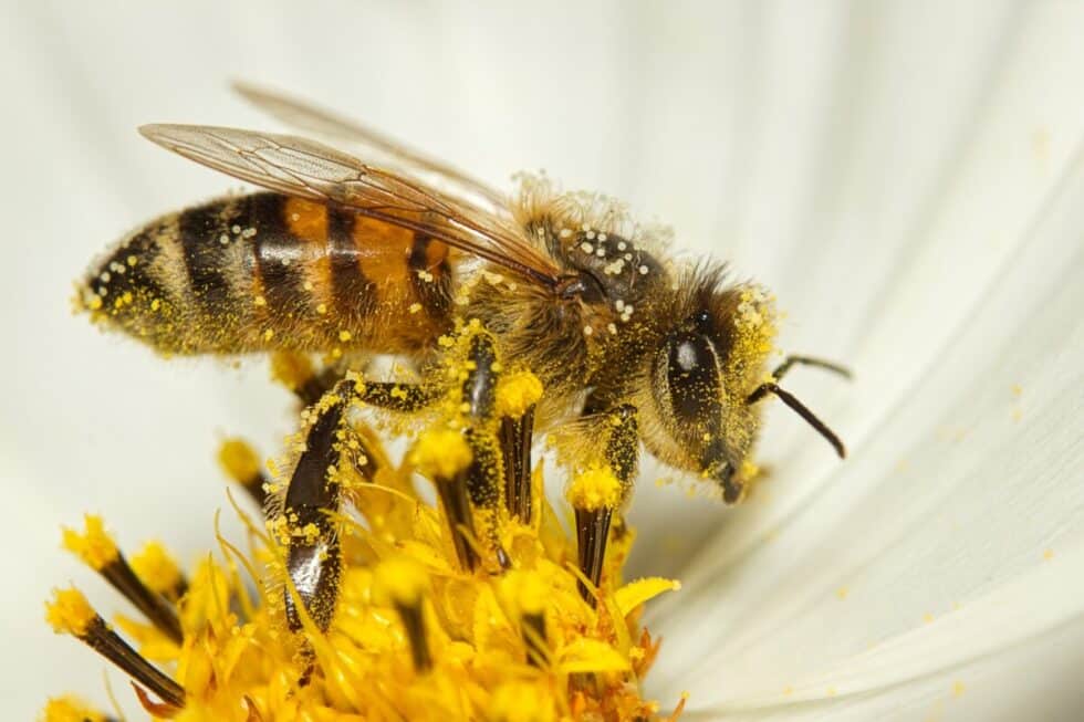Alternatives to Modern Drugs | Bee Removal Services